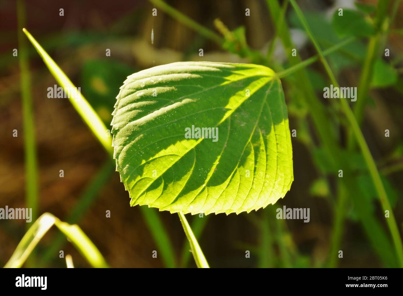 Indian copper leaf tropical herb for feeding and antidote to cat Stock ...