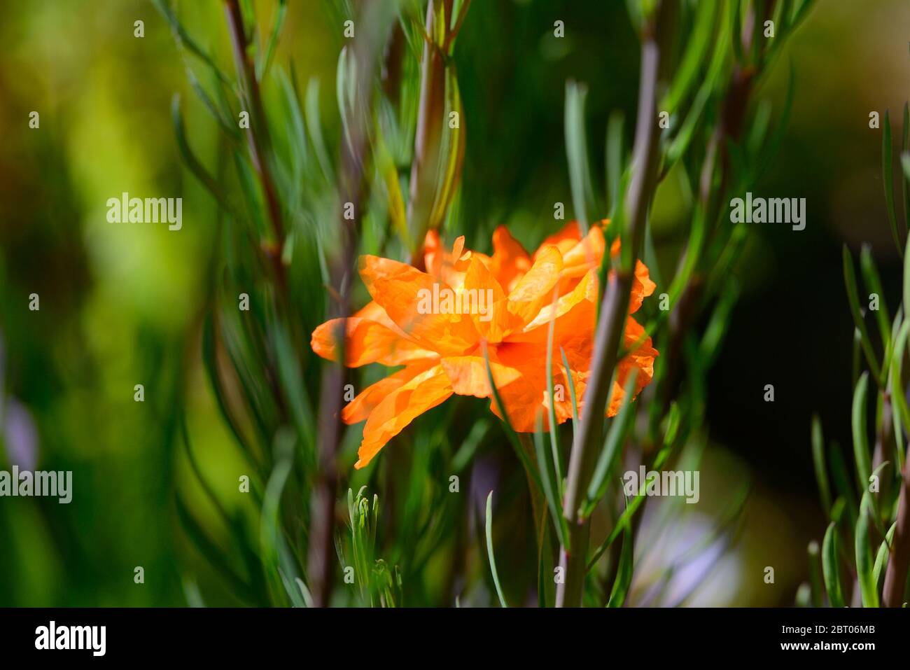 Poppy (Papaver rupifragum) 'Orange Feathers' Spanish Poppy (between ...