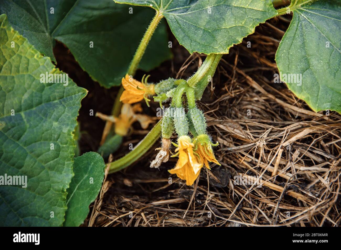 A multi-fruit variety of cucumber. Cucumber is a self-pollinating plant ...