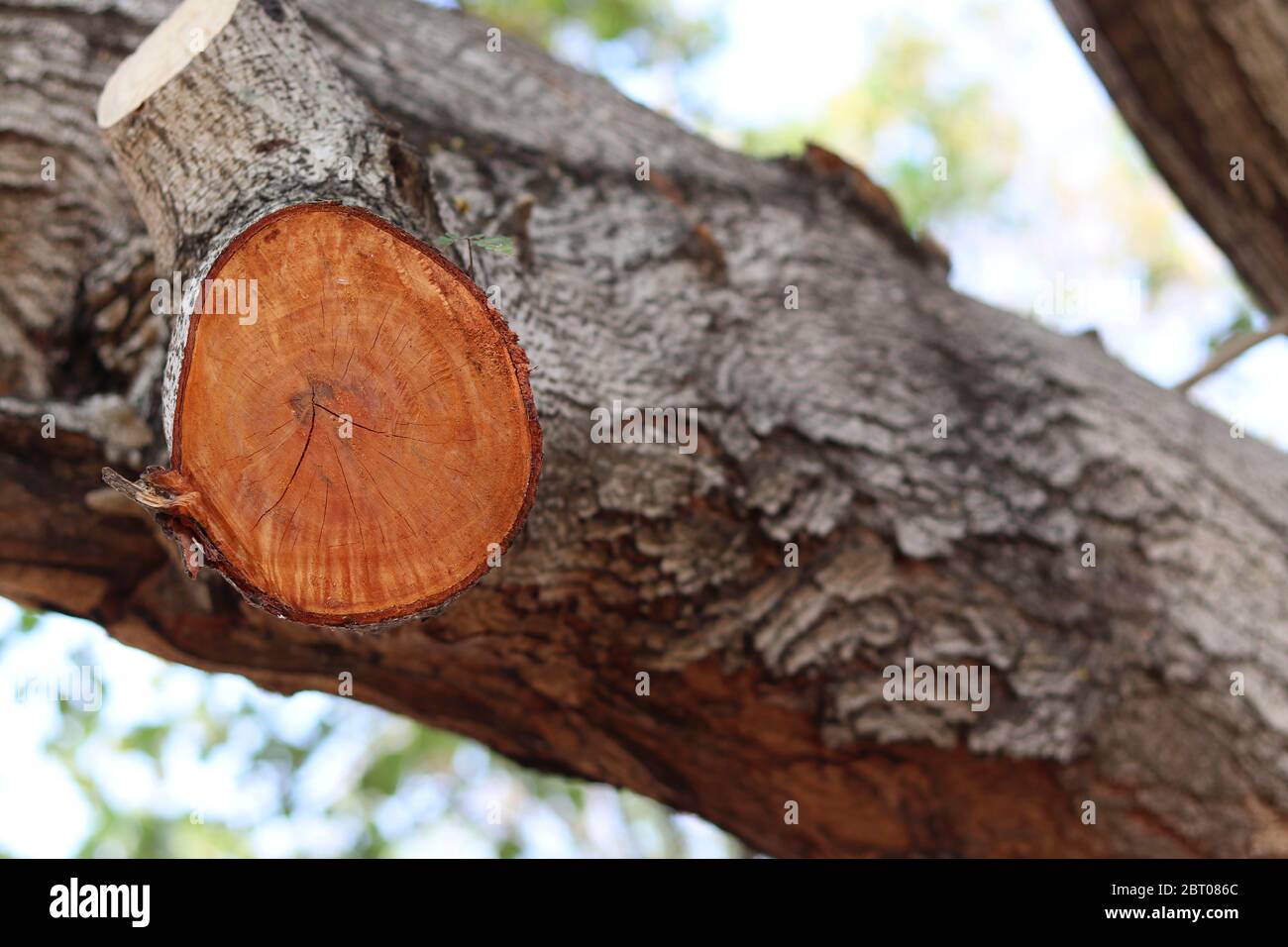 Marks caused by the cutting of branches of trees Stock Photo - Alamy