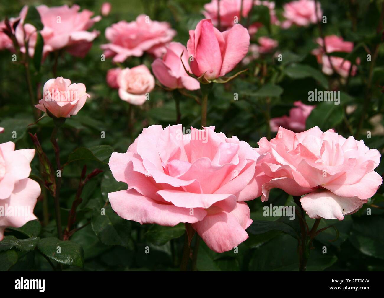 Rose queen varieties hi-res stock photography and images - Alamy