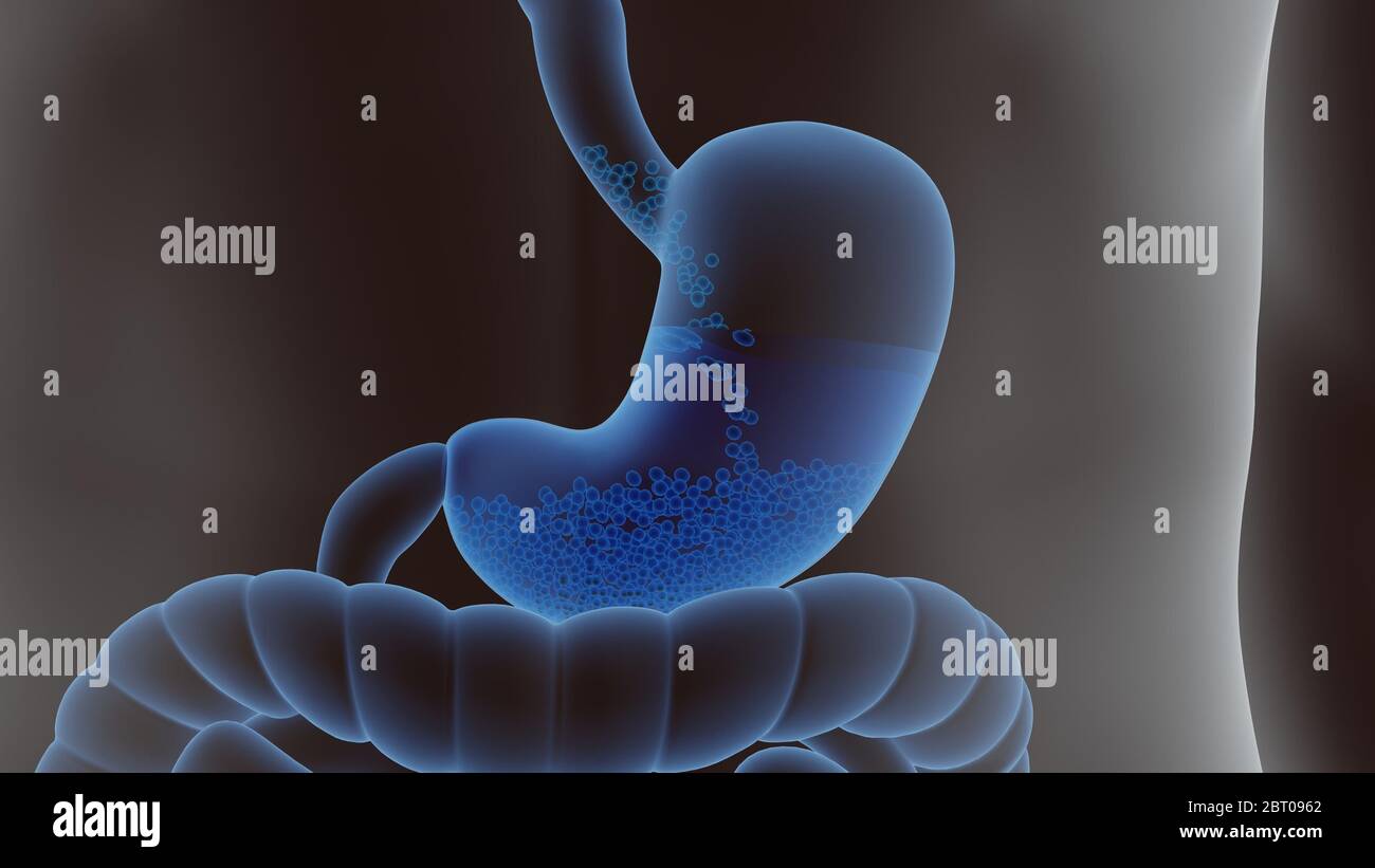 3d illustration of the human digestive system. stomach and guts Stock ...
