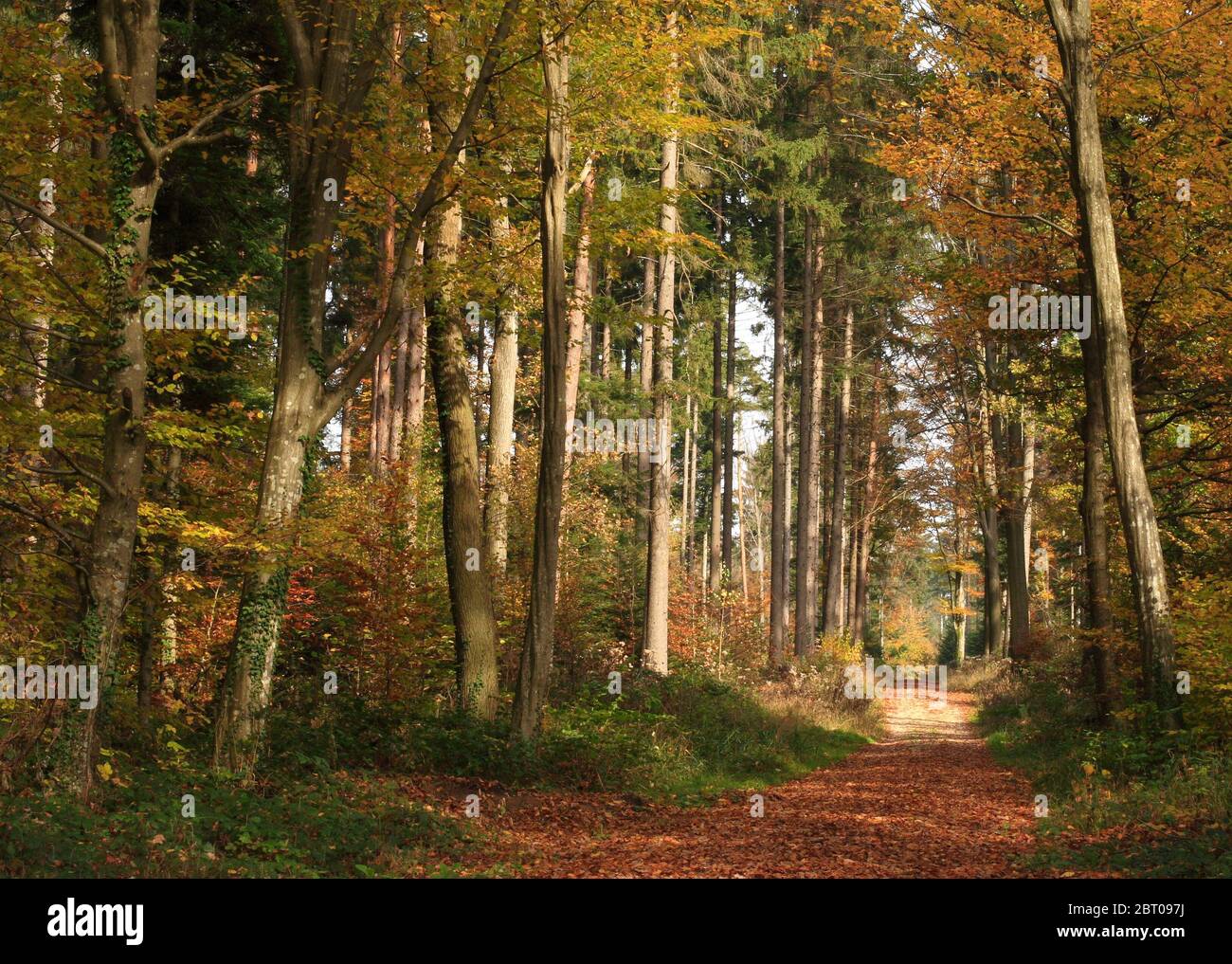 beech forest in autumn Stock Photo - Alamy