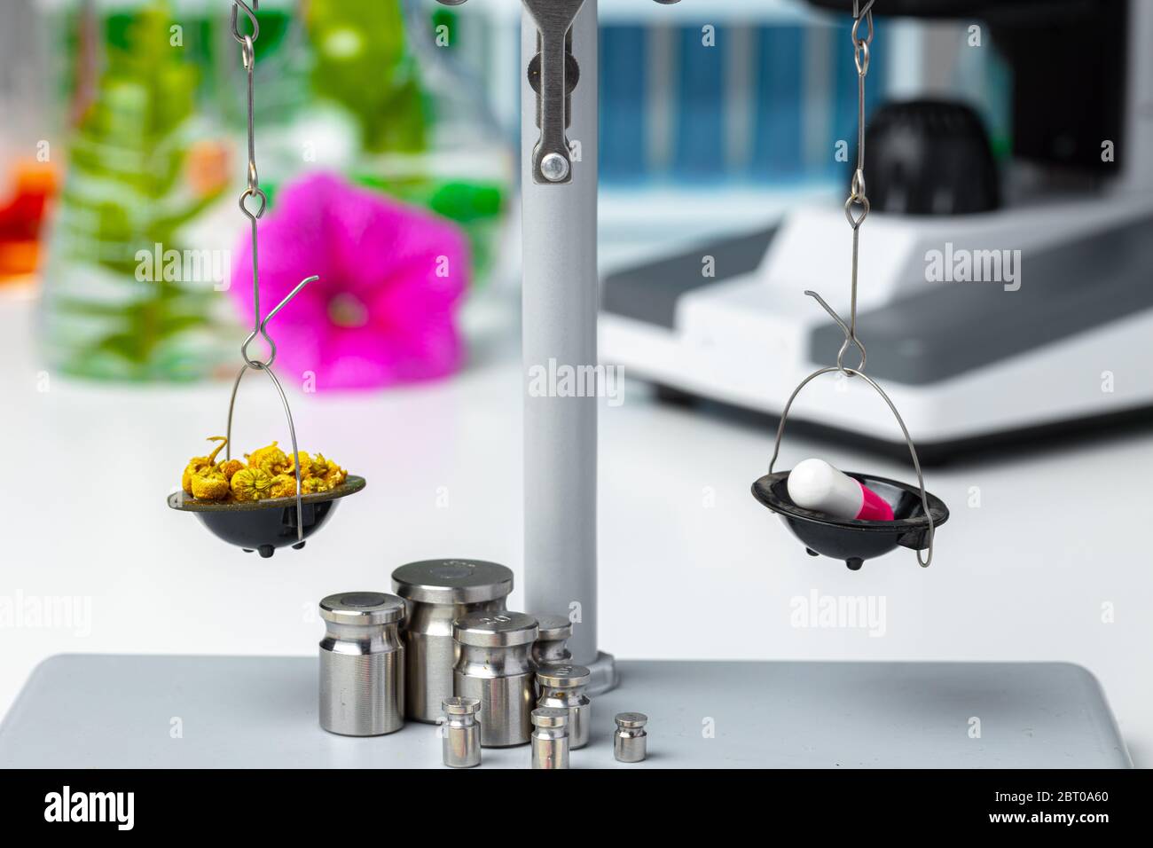 Laboratory scales with dry plants. Scientific research of plants ...
