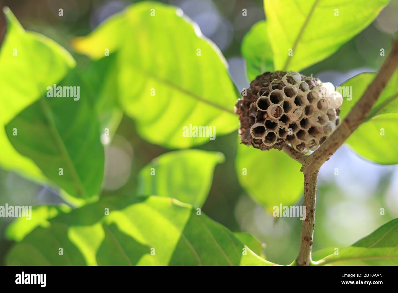 Wasps' nest on the branches of the tree Stock Photo - Alamy