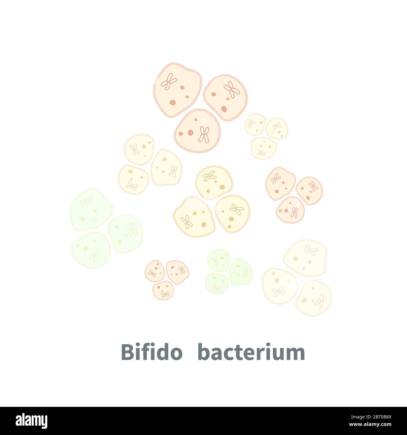 Bifidobacterium Bacteria High Resolution Stock Photography and Images ...