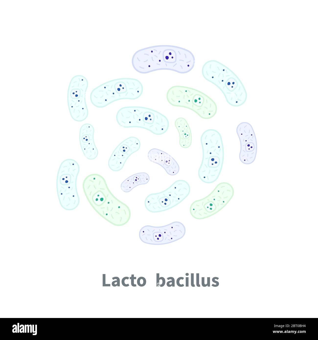 Lactobacillus probiotics on white Stock Vector Image & Art - Alamy