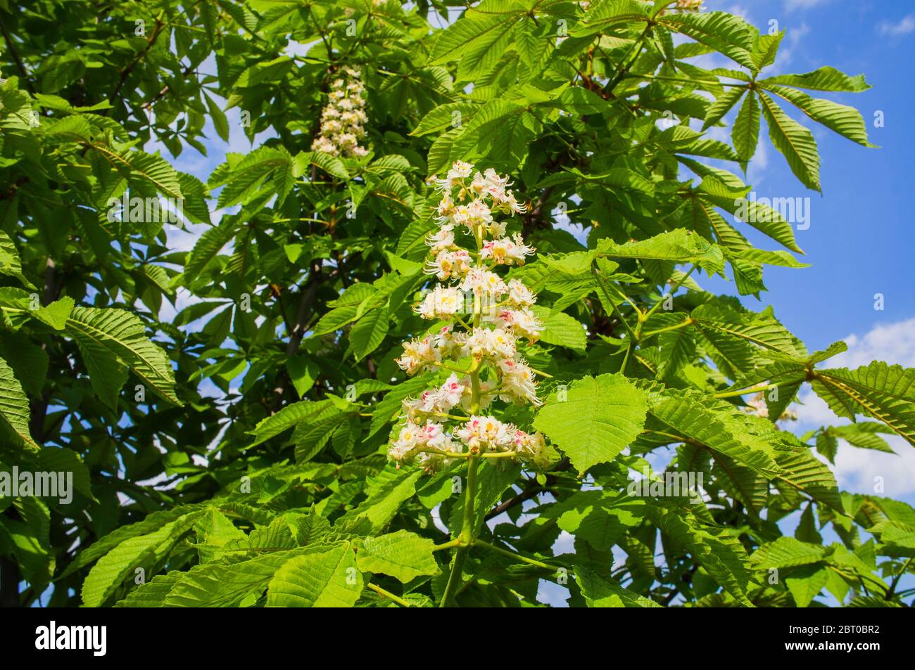 Horse-chestnut, Common, European Chestnut, Aesculus hippocastanum ...
