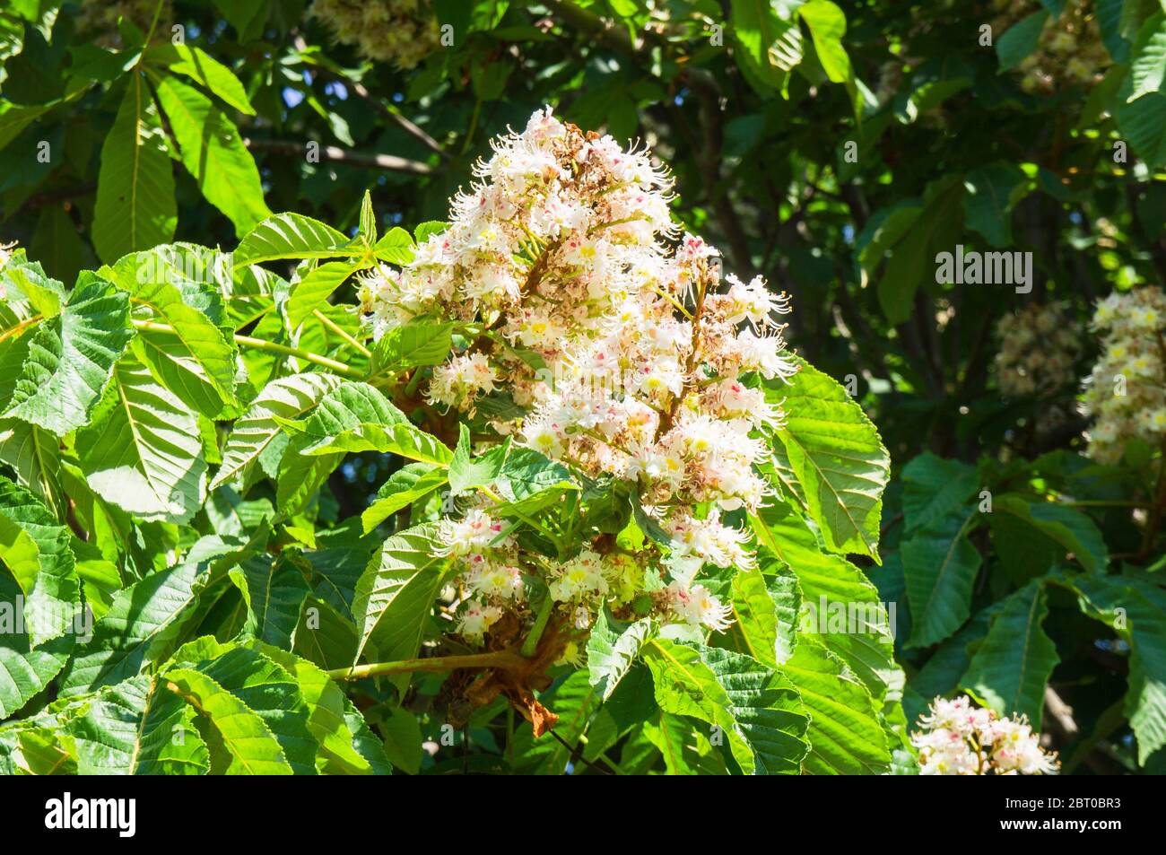 European chestnut hi-res stock photography and images - Alamy