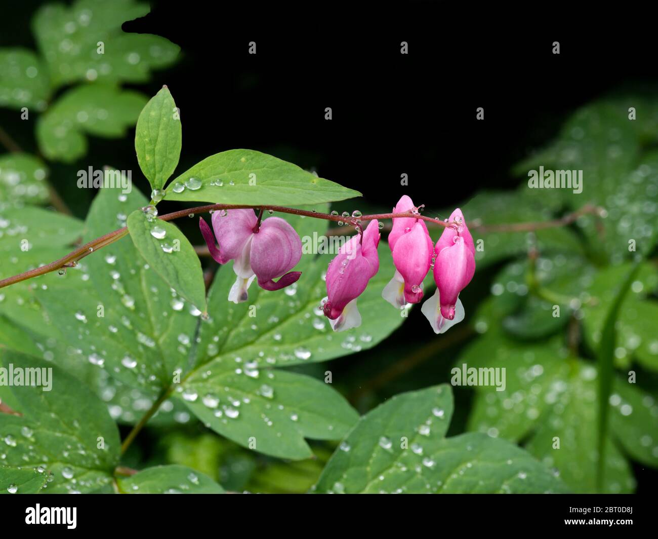 Four pink bleeding hearts in bloom right after a refreshing tranquil ...