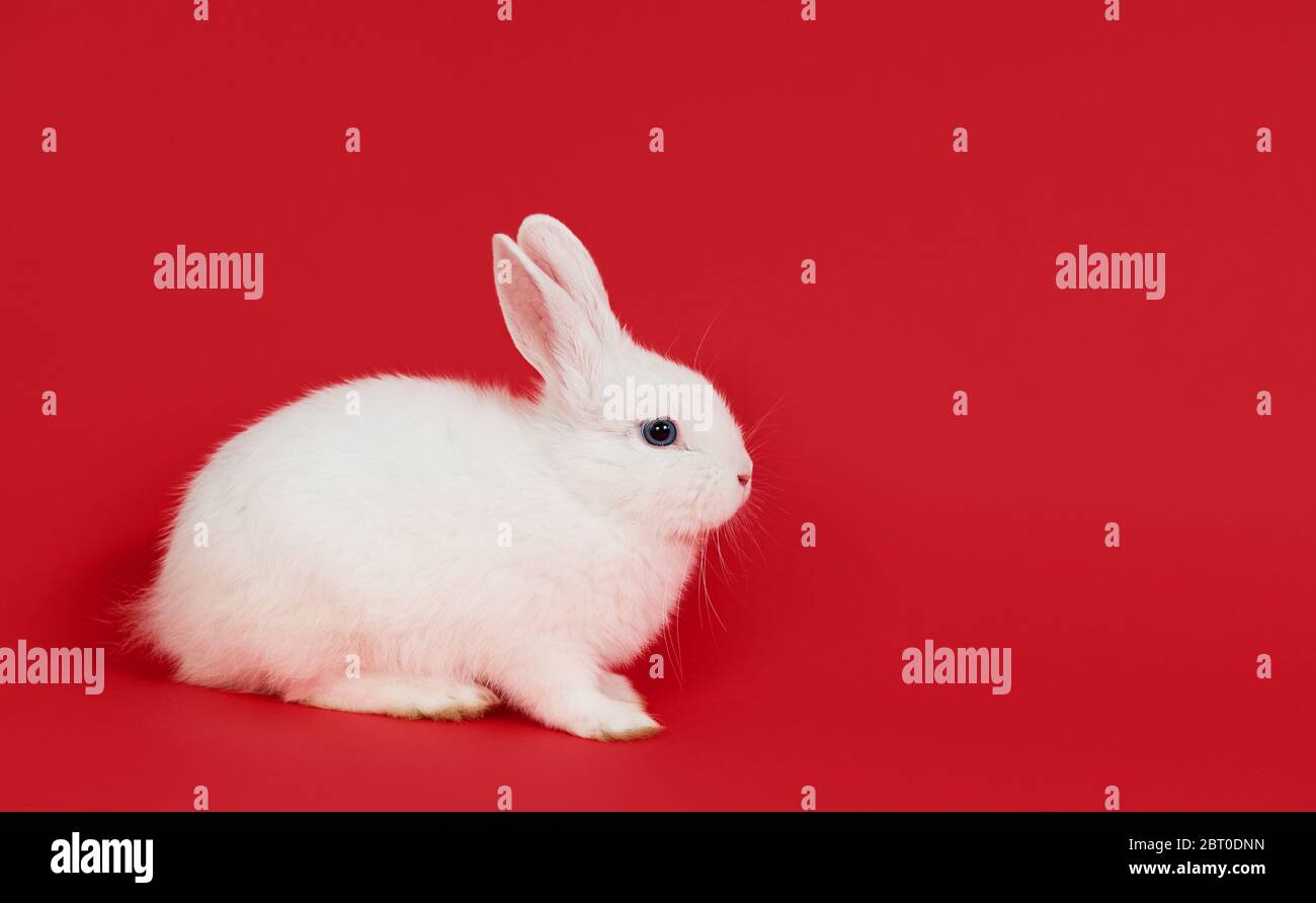 Christmas and New Year white fluffy rabbit on red background Stock ...