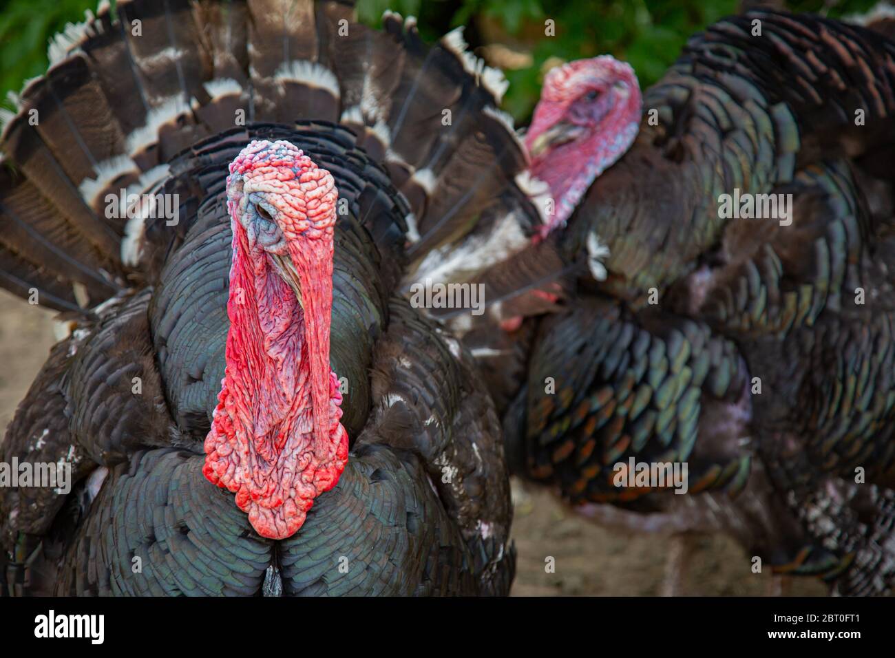 Male turkeys hi-res stock photography and images - Alamy