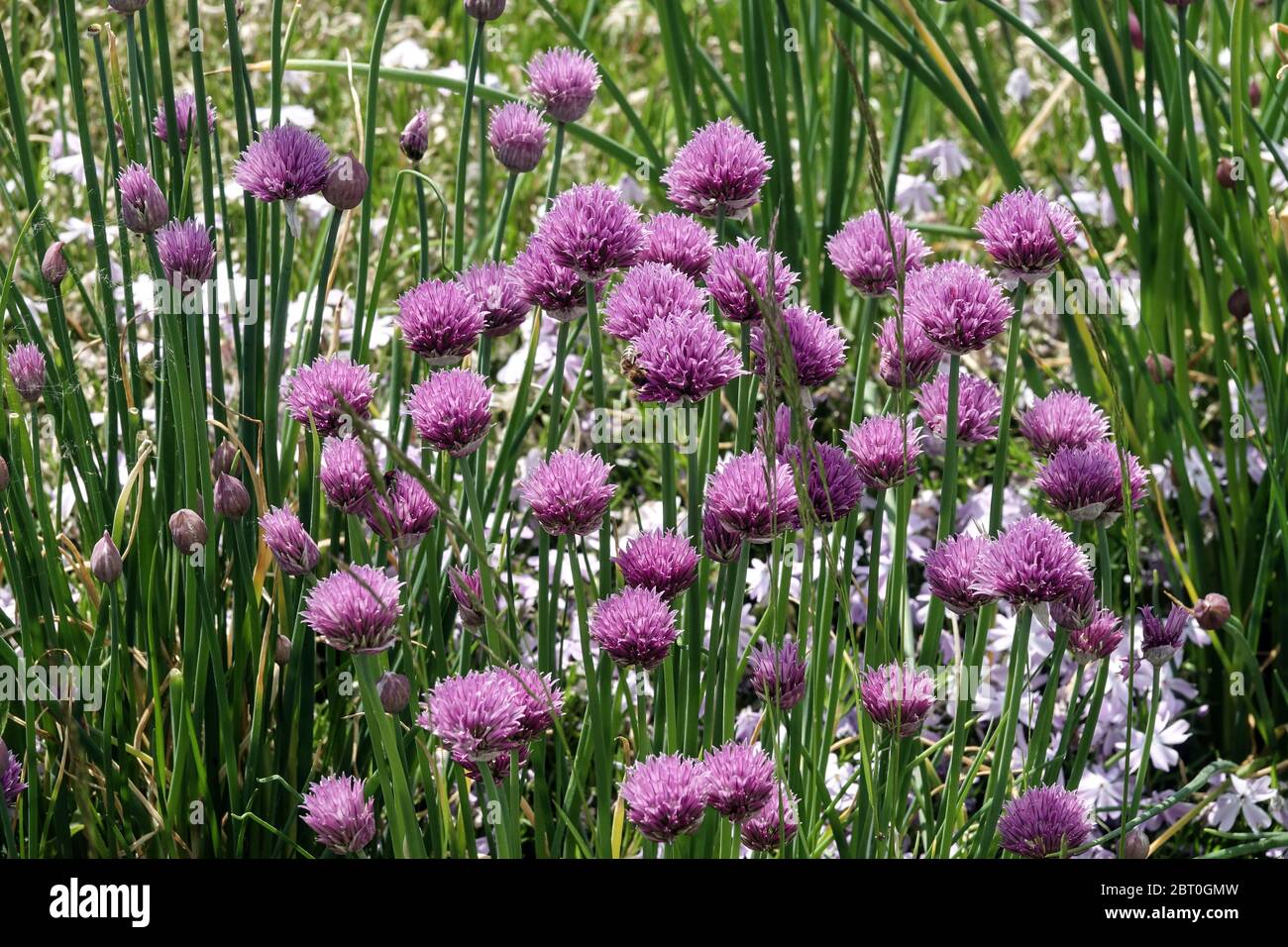 Chives garden perennial herbs Chives Garden Stock Photo - Alamy