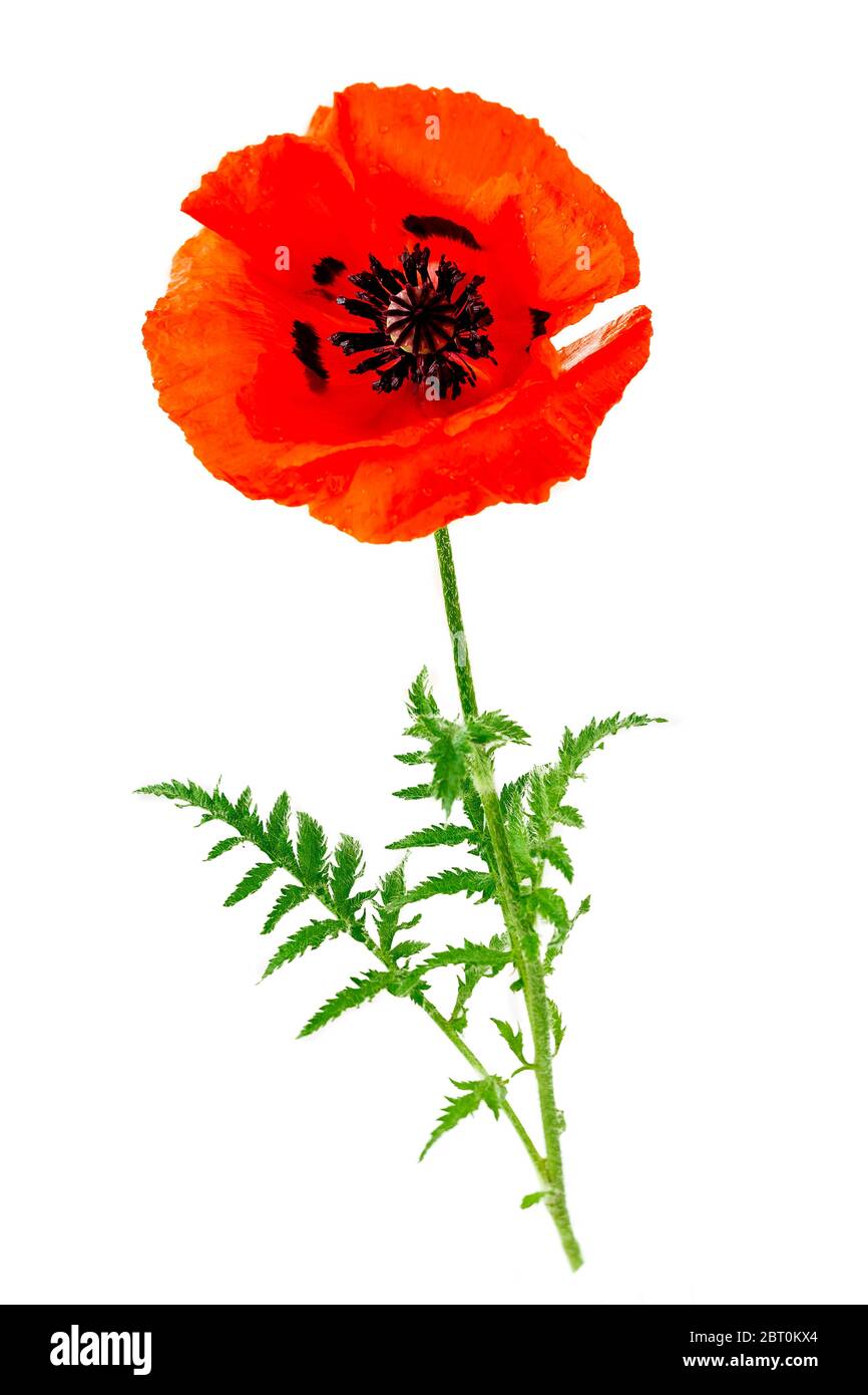 Red poppy (Papaver rhoeas) : close-up against a white background Stock ...