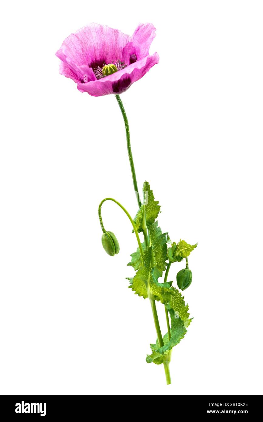 Purpel opium poppy buds and flower against a white background Stock ...
