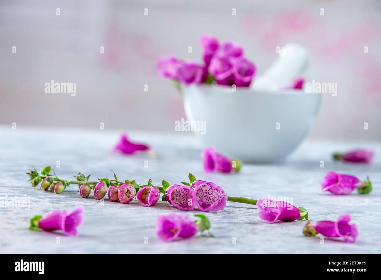 Digitalis contain digitalis, which is a cardiotonic Stock Photo - Alamy
