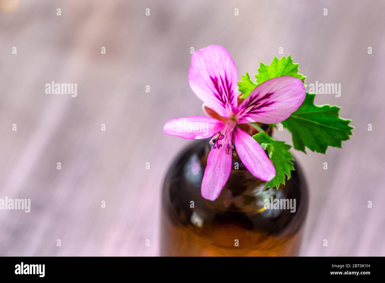 Geranium essential oil (extract, infusion, remedy, tincture) container ...