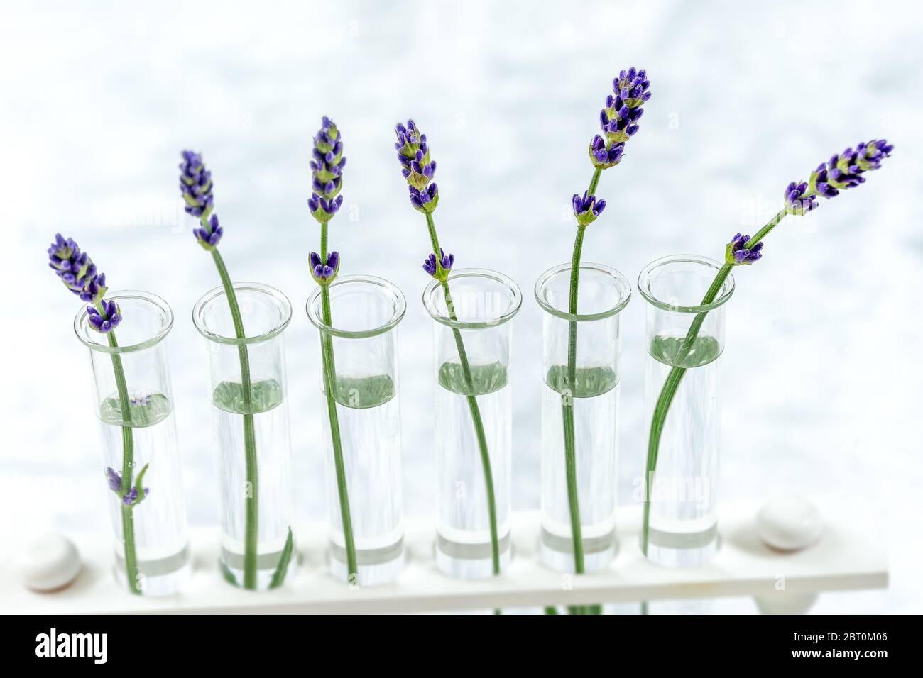 Scientific experiment on flowers lavender in test tubes Stock Photo - Alamy