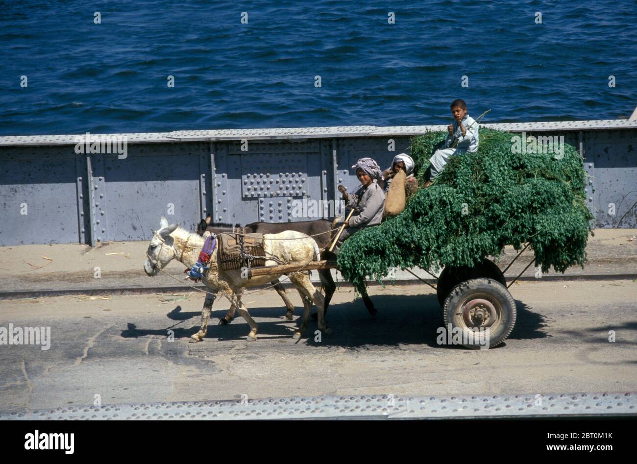 Farmer and family going to market on carriage drawn by a mule, Luxor ...