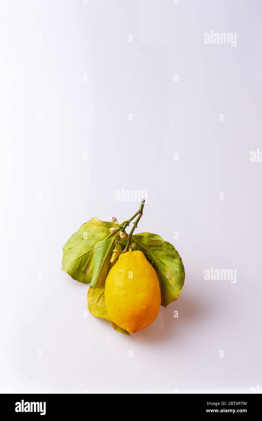 Organic lemon with stem from which flowers and leaves hang - isolated ...