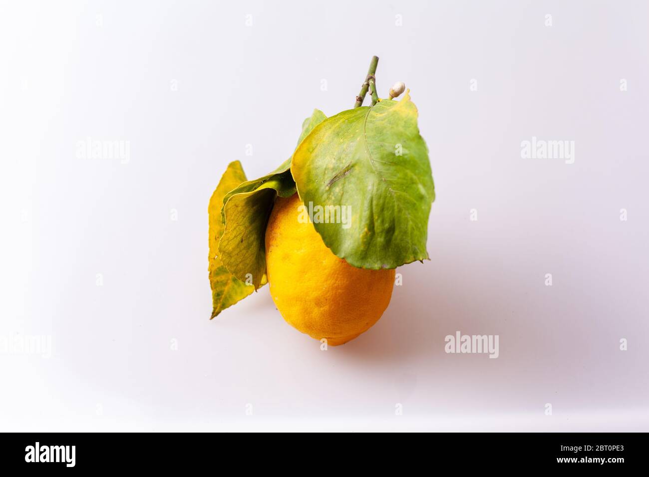 Organic lemon with stem from which flowers and leaves hang - isolated ...