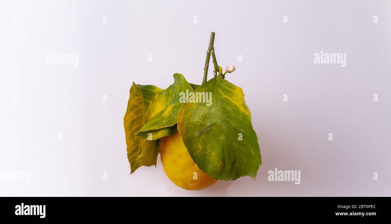 Organic lemon with stem from which flowers and leaves hang - isolated ...