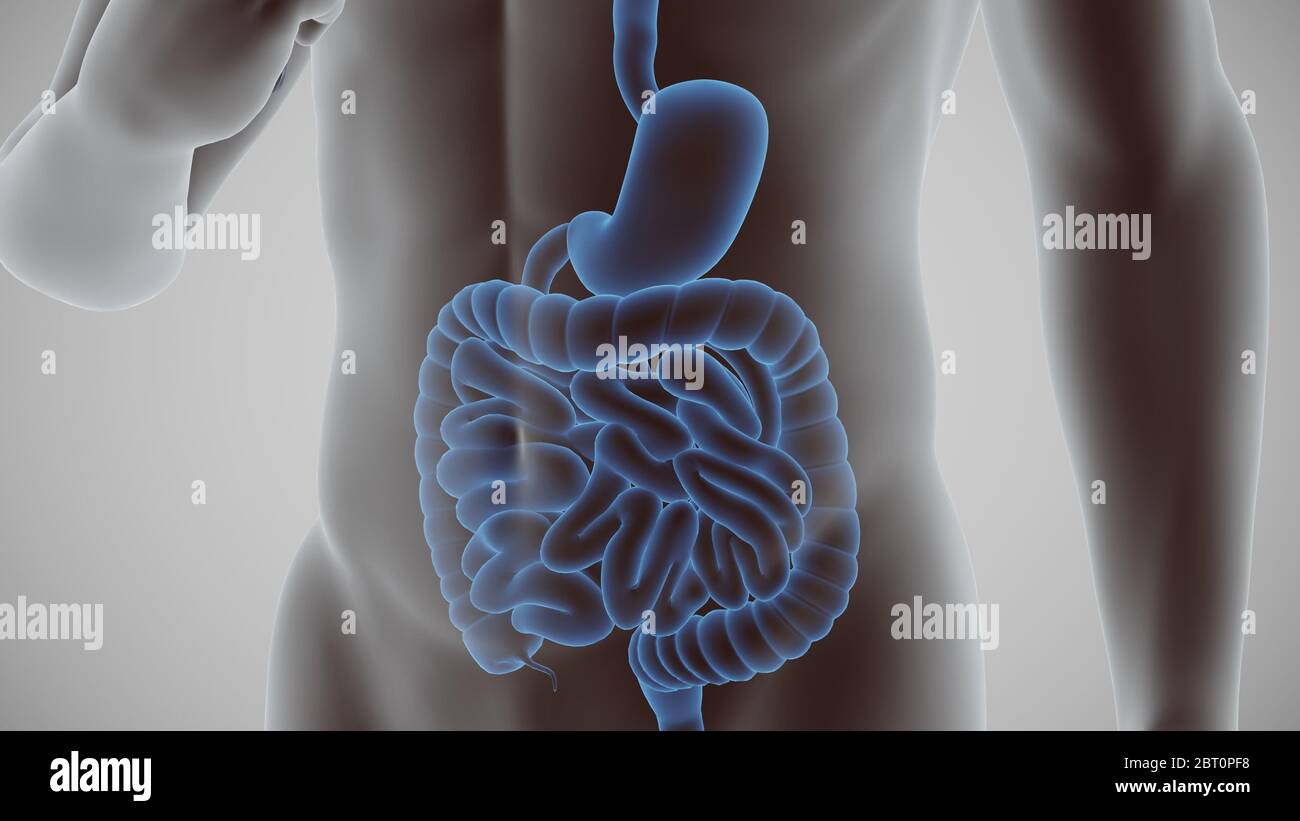 3d illustration of the human digestive system. stomach and guts Stock ...