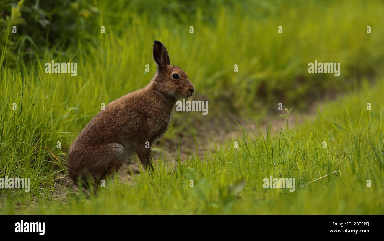 Hare photography hi-res stock photography and images - Alamy