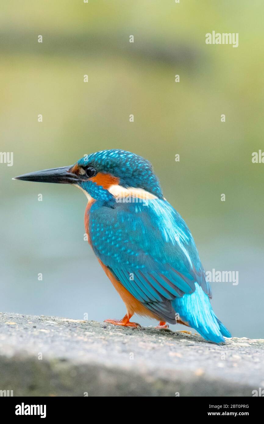 Woodland kingfisher wing hi-res stock photography and images - Alamy