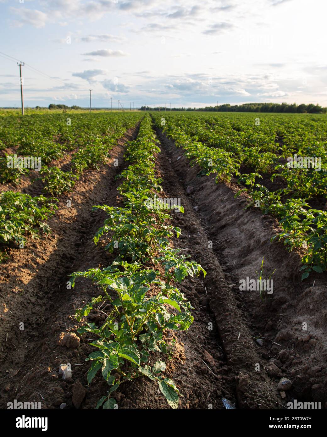 Haulm potato hi-res stock photography and images - Alamy