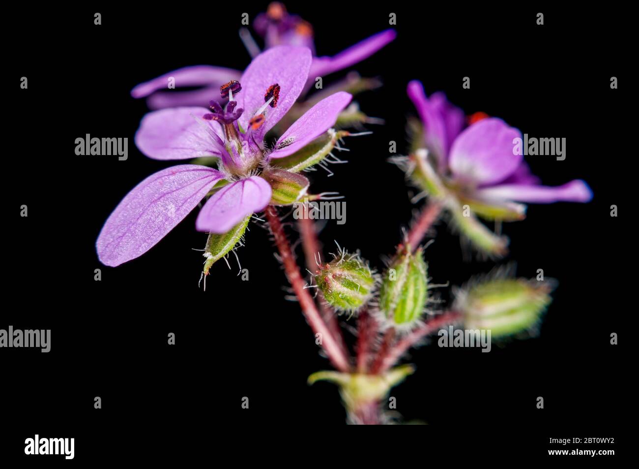 Macro view of a flower of a cranesbill plant (lat .: Geranium ...