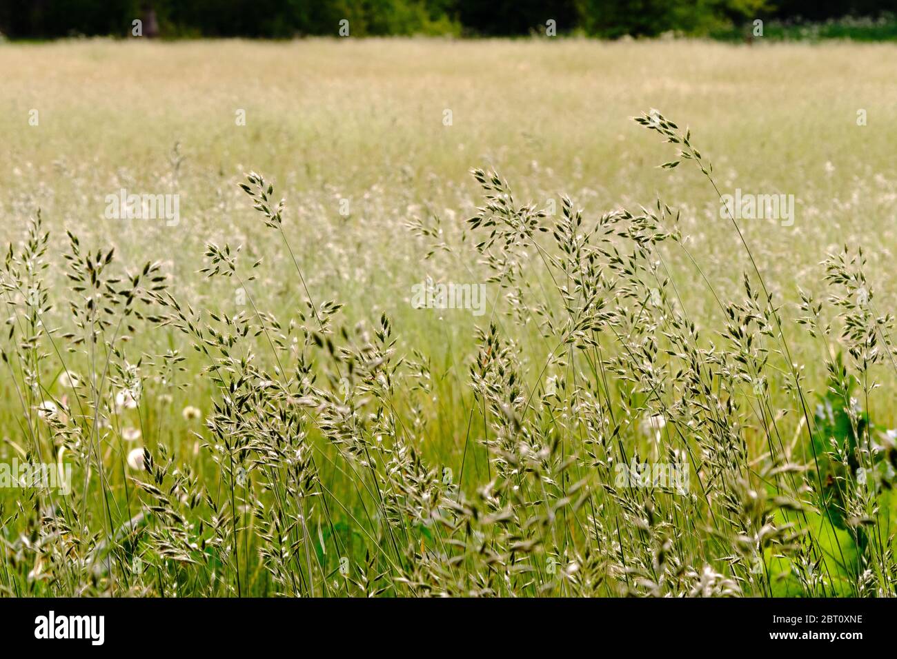 Fever grass hi-res stock photography and images - Alamy