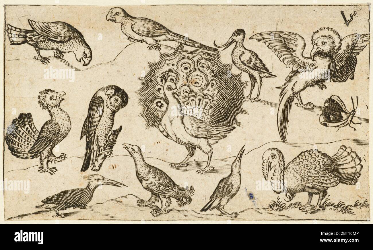 Nine insects hi-res stock photography and images - Alamy