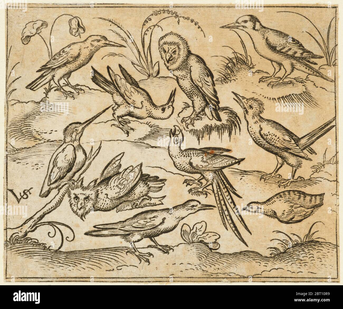 Ten birds sitting on branches and patches of grass, including two owls ...