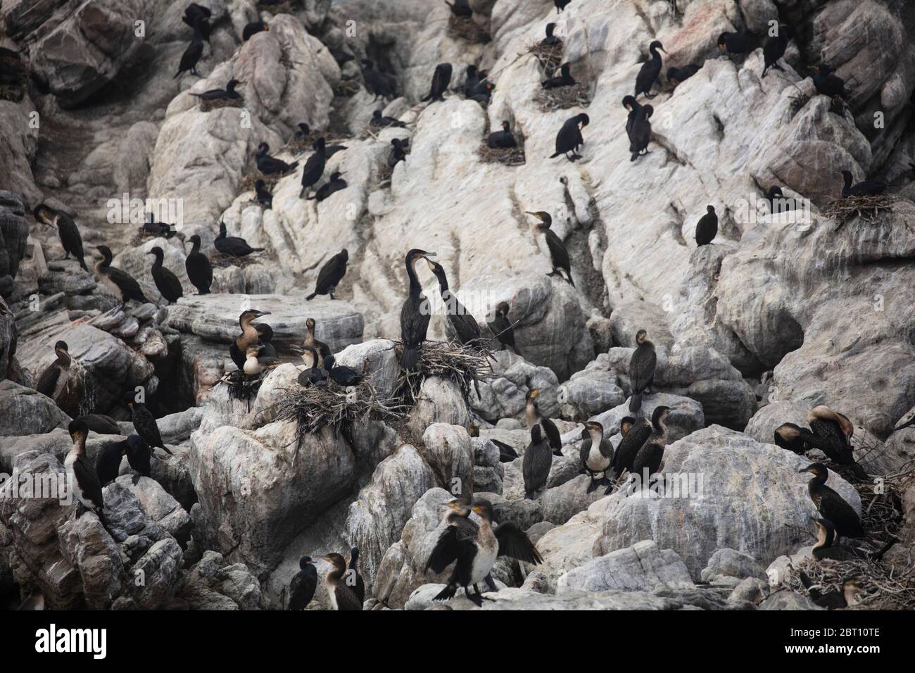 Cormorant nesting colony, Betty's Bay, South Africa Stock Photo - Alamy