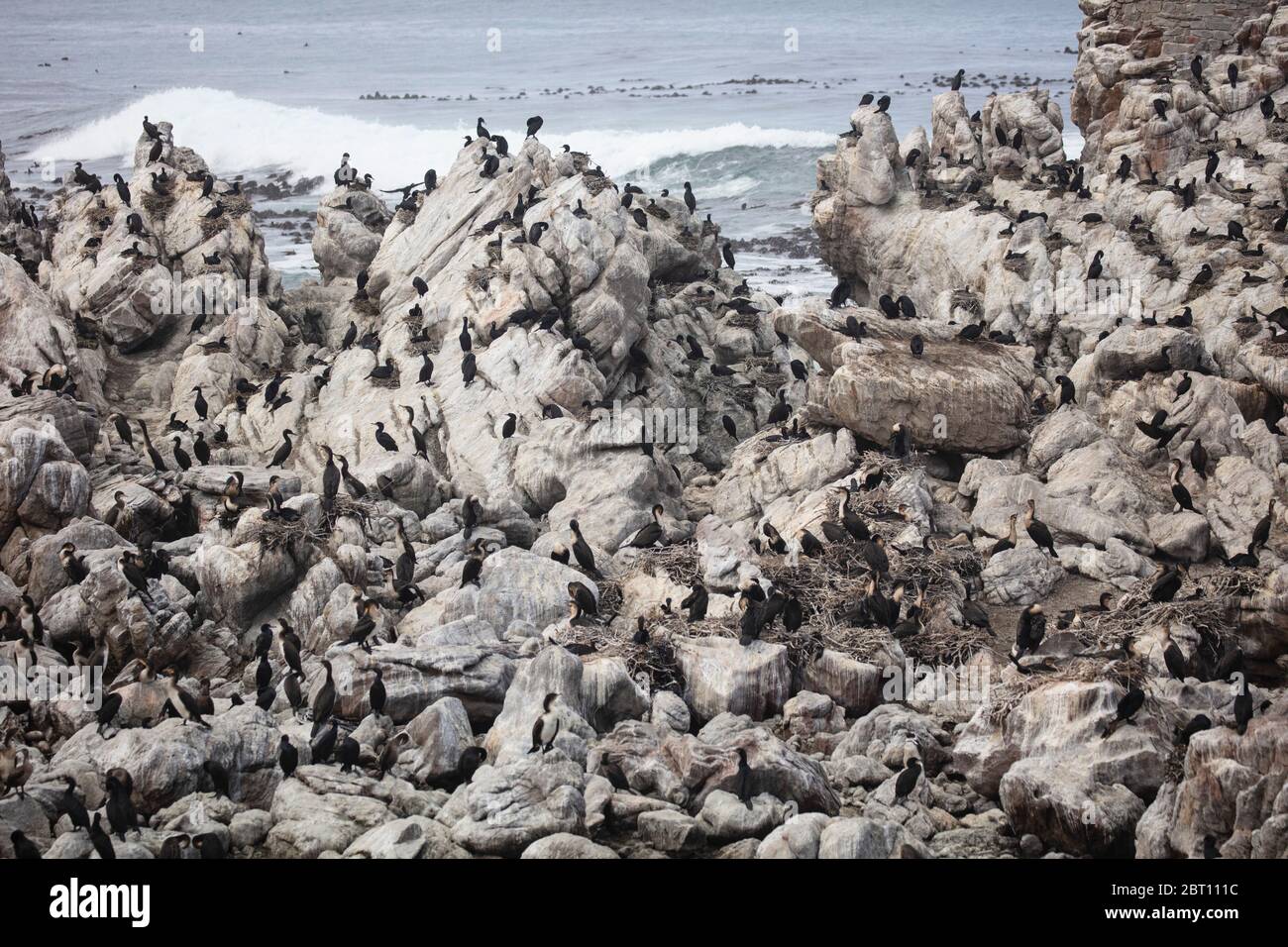 Cormorant nesting colony, Betty's Bay, South Africa Stock Photo - Alamy
