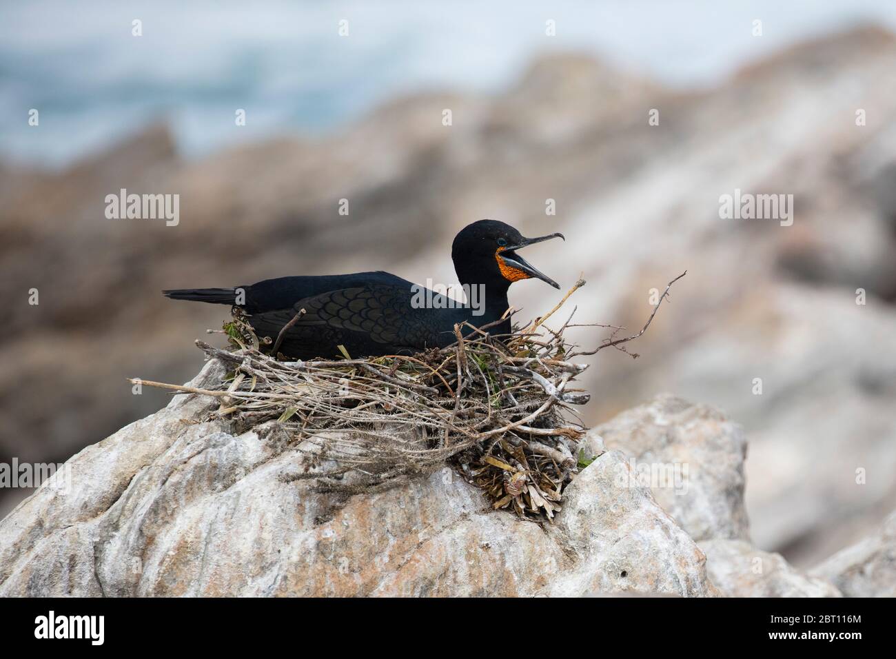 Cormorant nesting colony, Betty's Bay, South Africa Stock Photo - Alamy