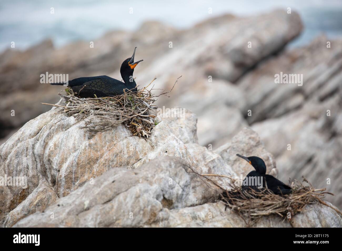 Cormorant nesting colony, Betty's Bay, South Africa Stock Photo - Alamy