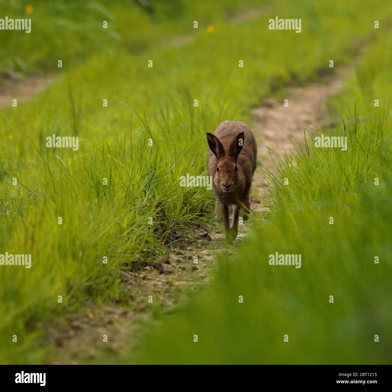 Rabbit in ireland hi-res stock photography and images - Alamy