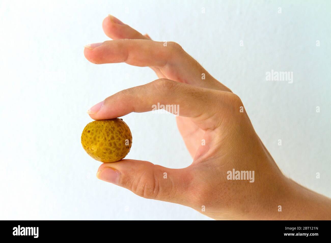 A longan fruit berry, held in the hand of a young woman, isolated on ...