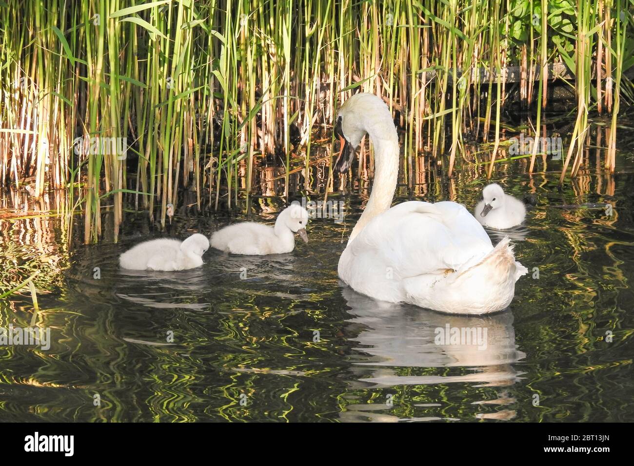 Female swan hi-res stock photography and images - Alamy