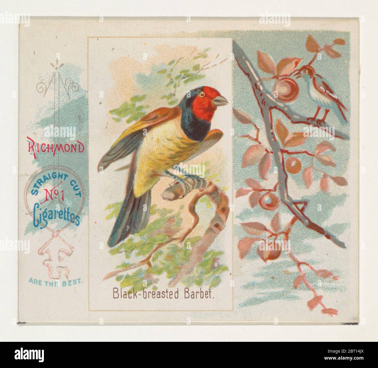 American barbet hi-res stock photography and images - Alamy