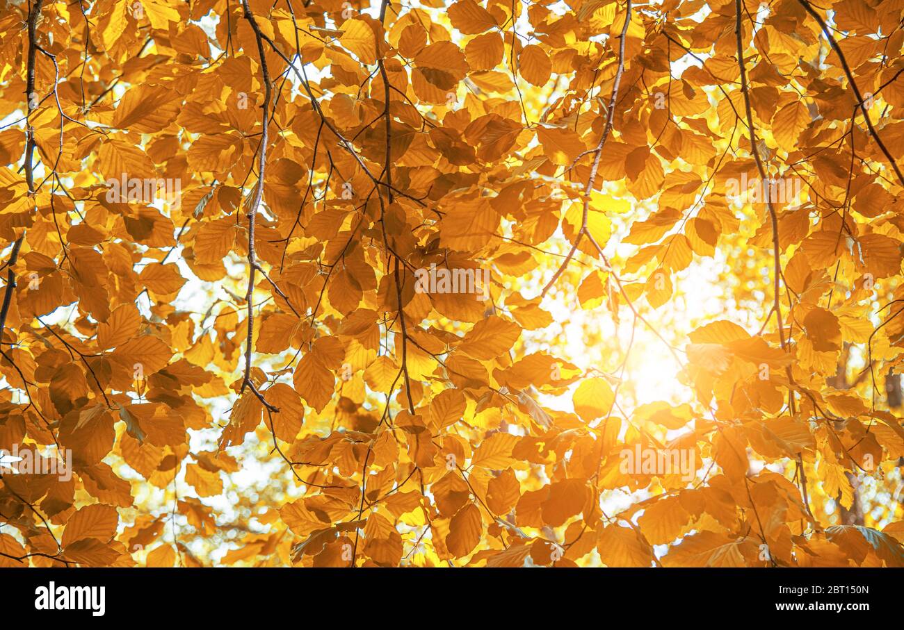 Yellow leaves on a tree Stock Photo - Alamy