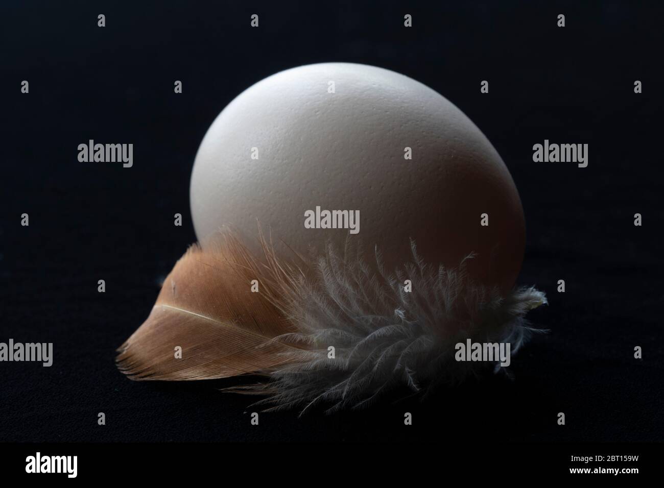 White feather on egg hi-res stock photography and images - Alamy