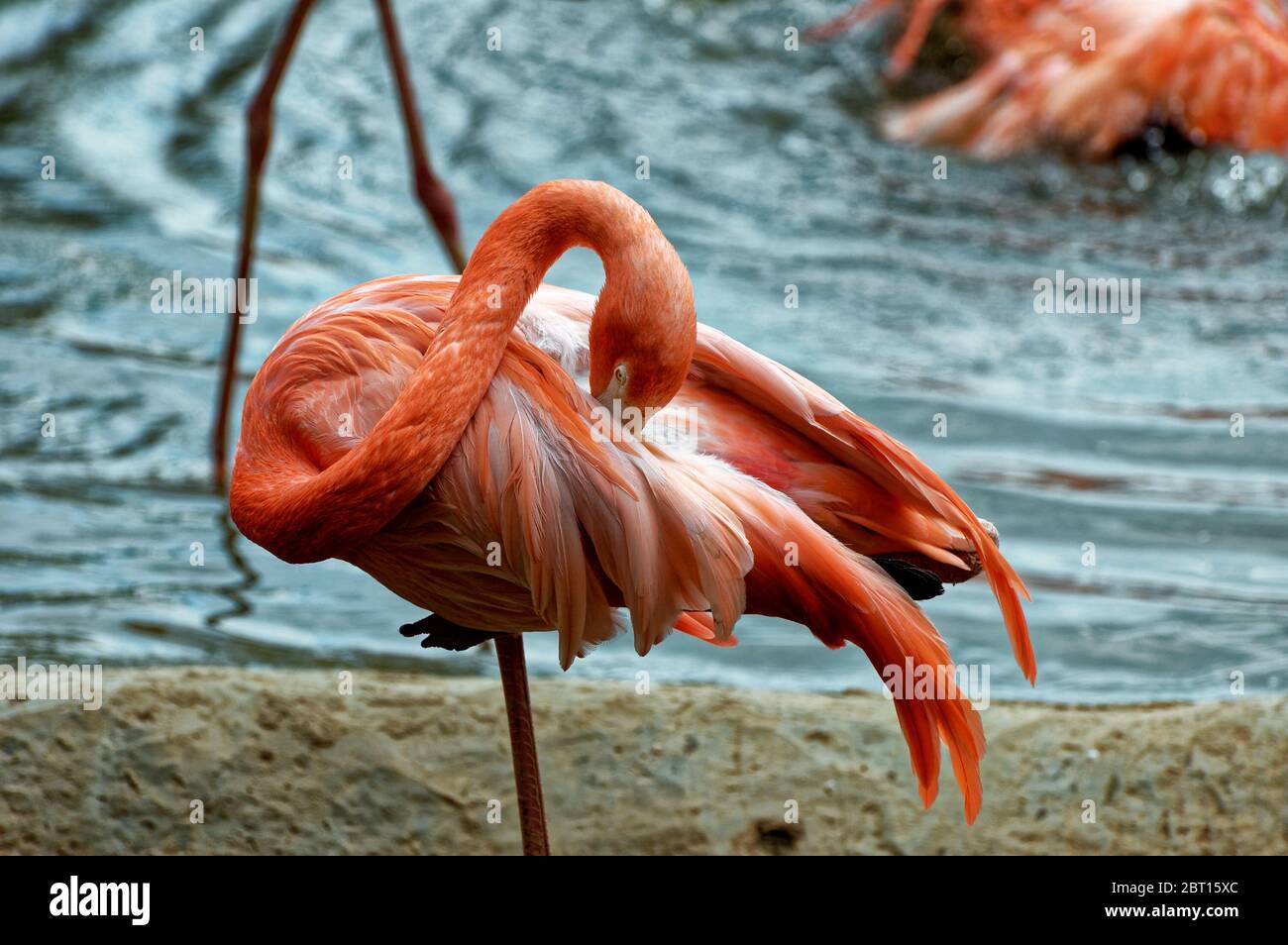 Photo flamingo hi-res stock photography and images - Alamy