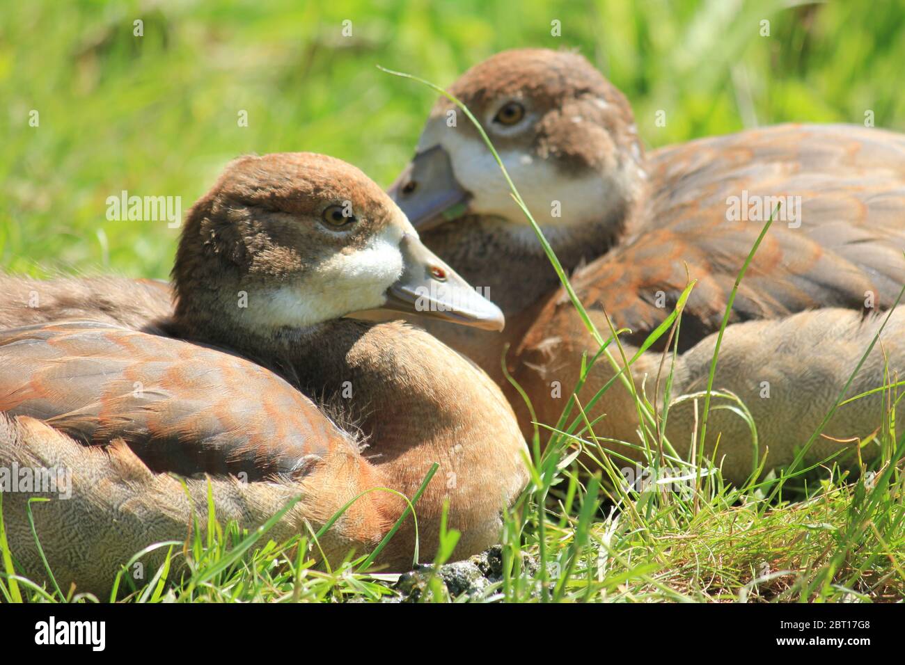 Egyptian geese in the Netherlands Stock Photo - Alamy