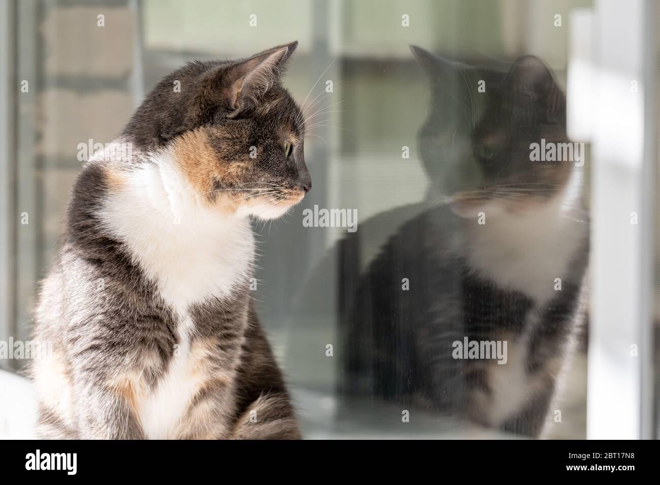 Cute cat sits on a windowsill and looks out of the window with interest ...