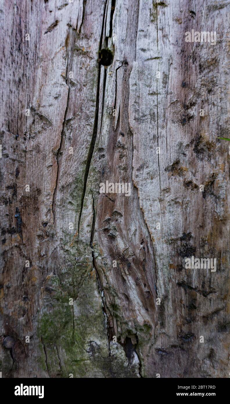 old wood texture with moss Stock Photo - Alamy
