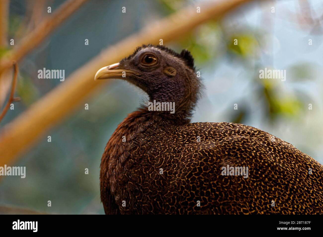 Illustrations argus hi-res stock photography and images - Alamy