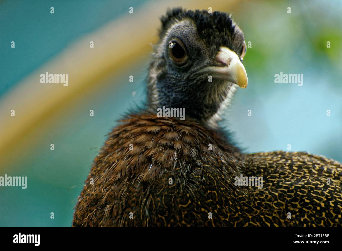 Photo Argus, Pheasant, Argus, Argusianus argus, Bird, Family Pheasant ...